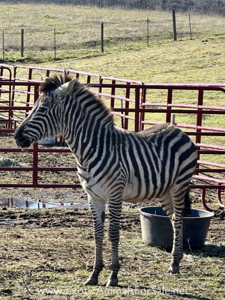 Grant zebra stallions for Sale