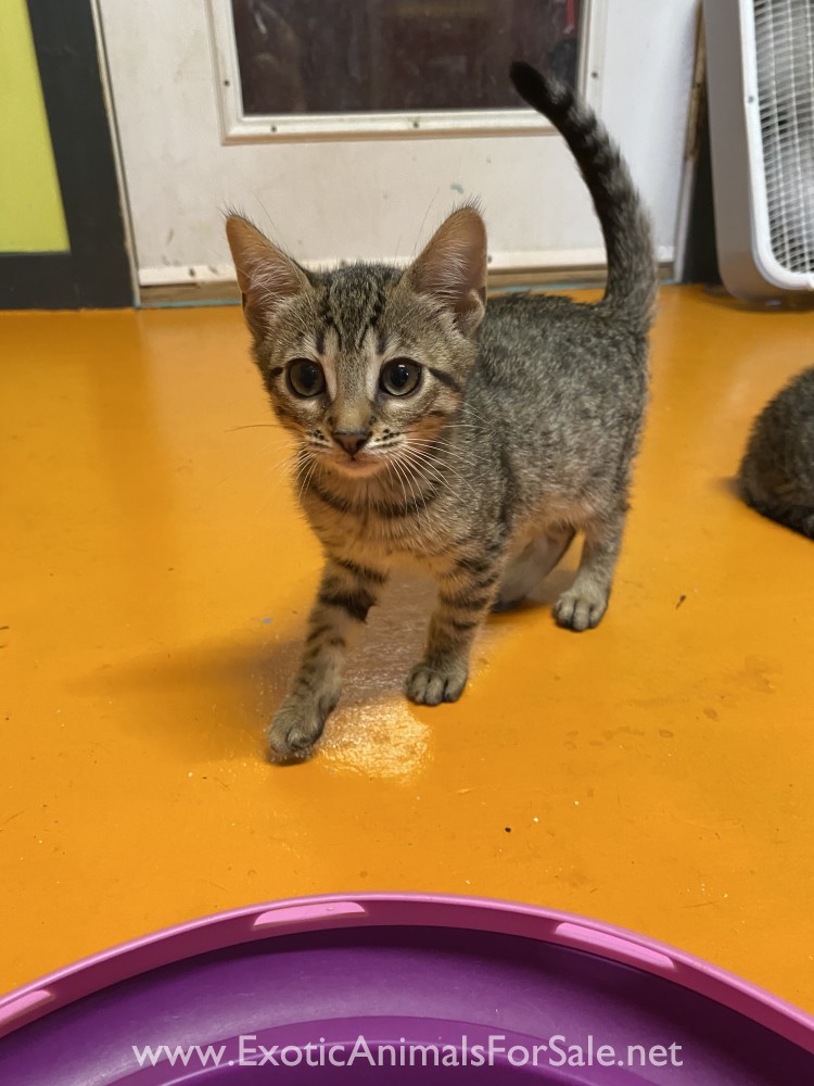 Half bengal/half Tom cat for Sale