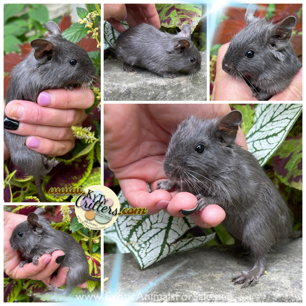 Degu babies - standard and rare colors for Sale