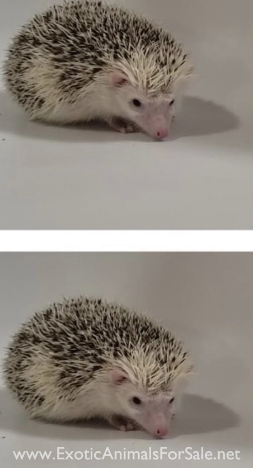 Hedgehogs for Sale