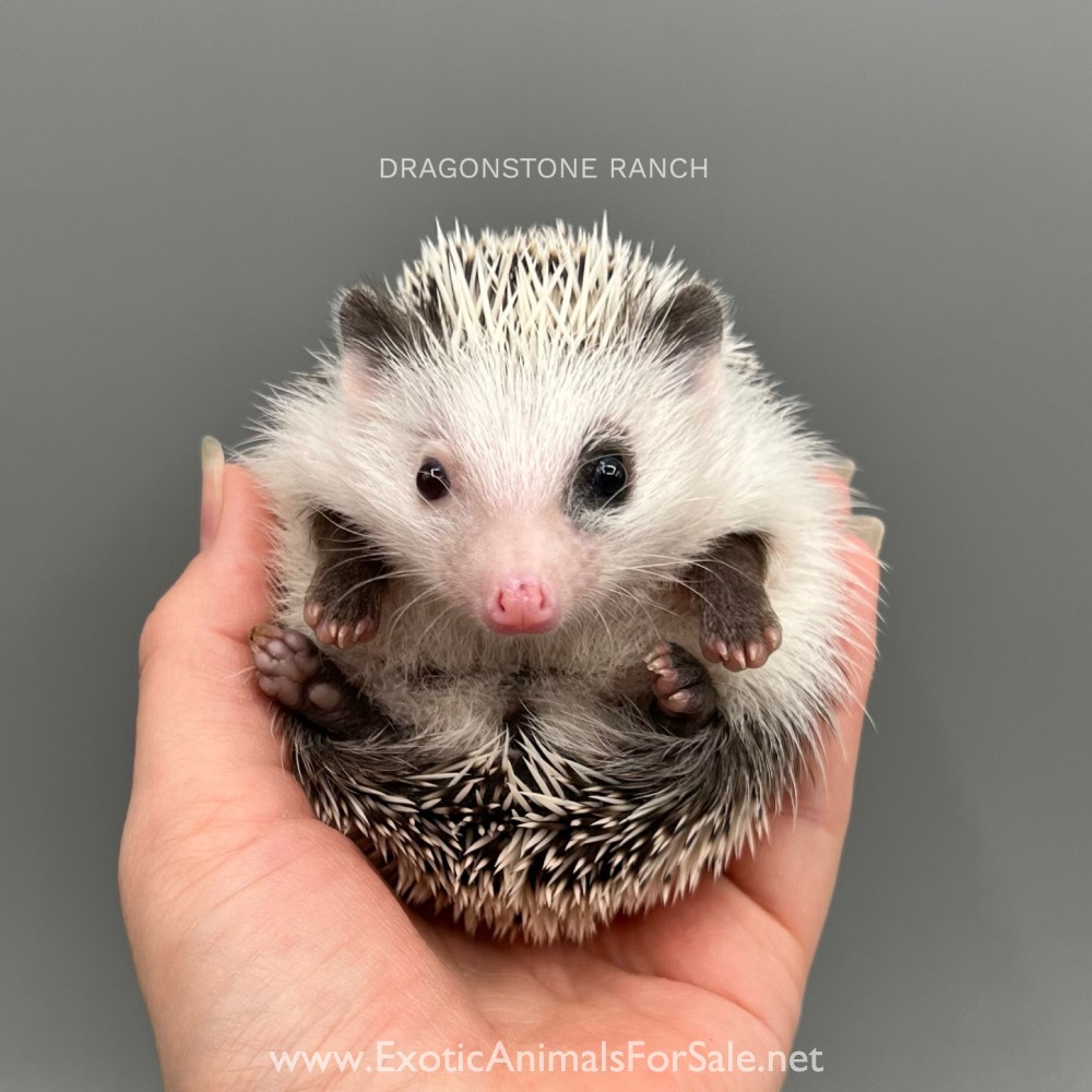 Baby Hedgehogs for Sale