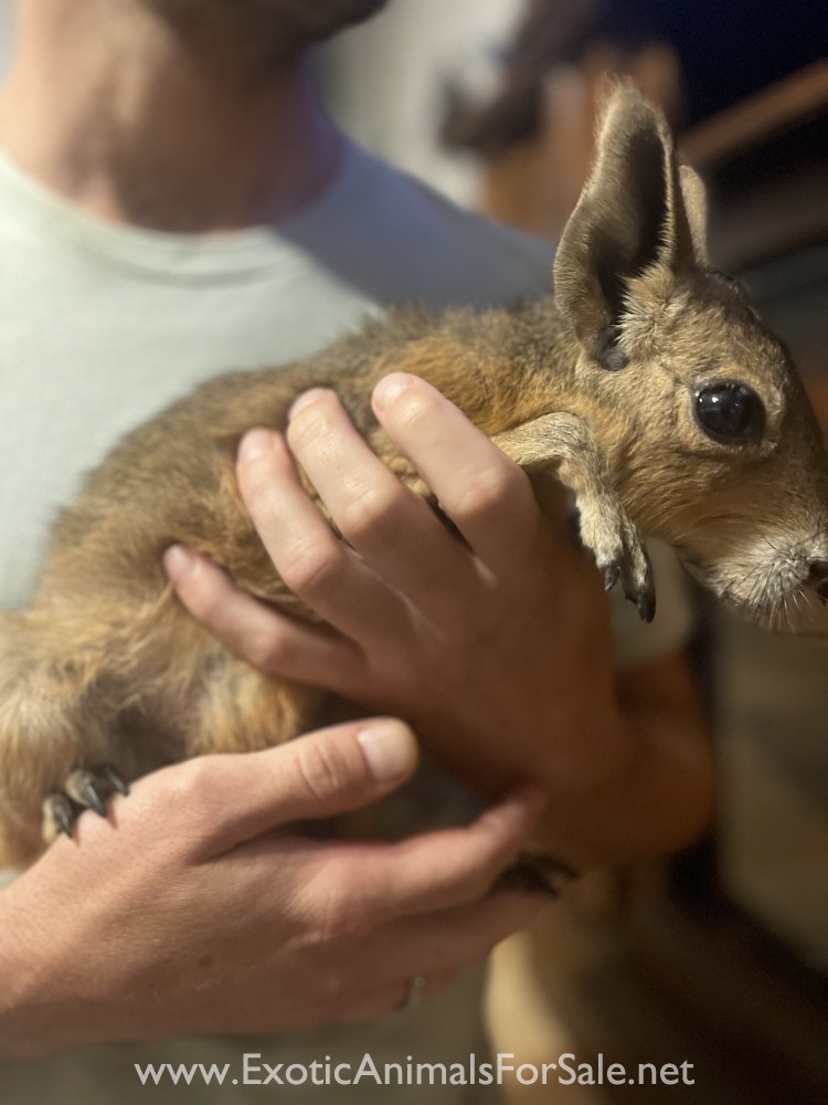 Patagonian Cavy for Sale
