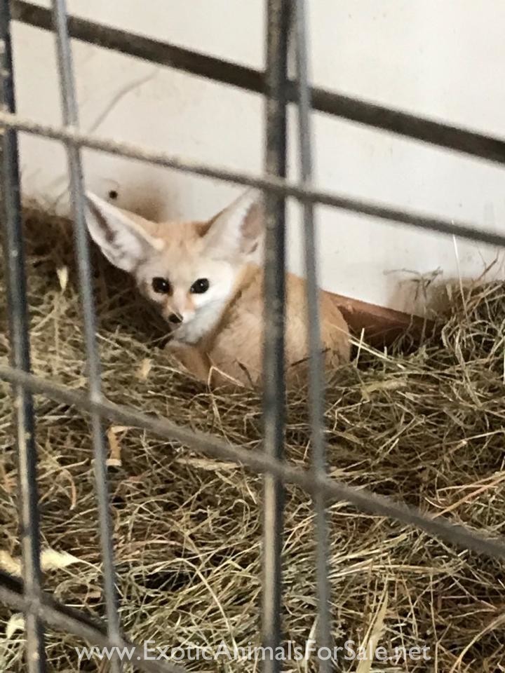 Breeding age pair of Fennec foxes for sale for Sale