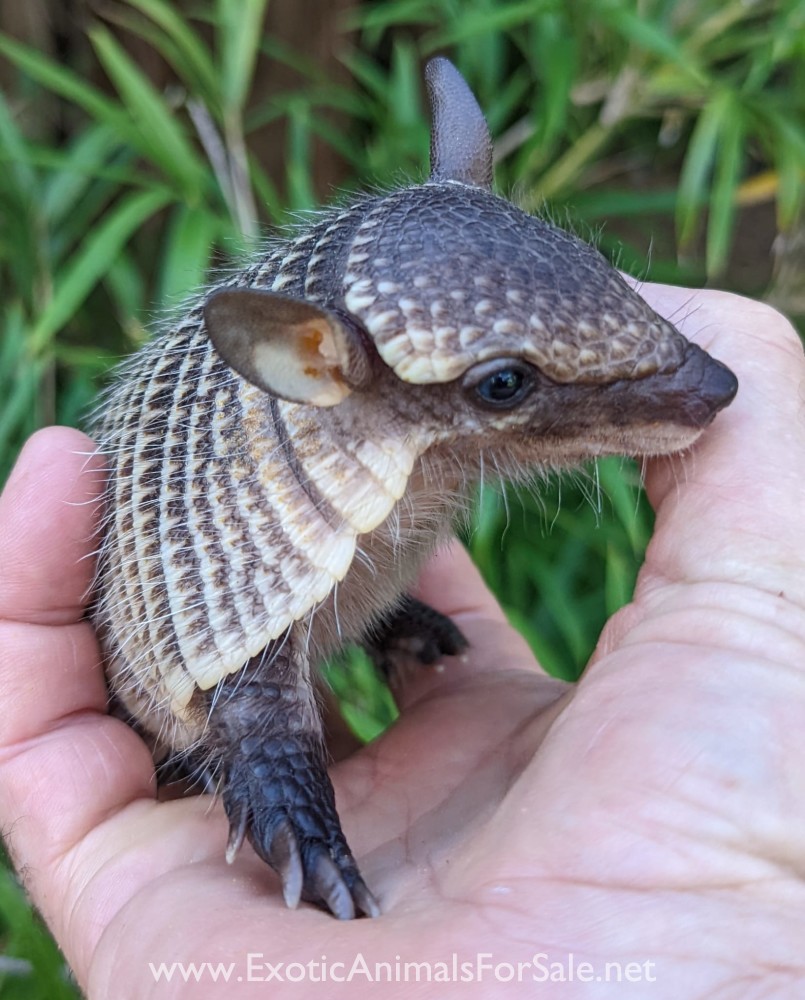 BABY Screaming Hairy Armadillo HAND RAISED for Sale
