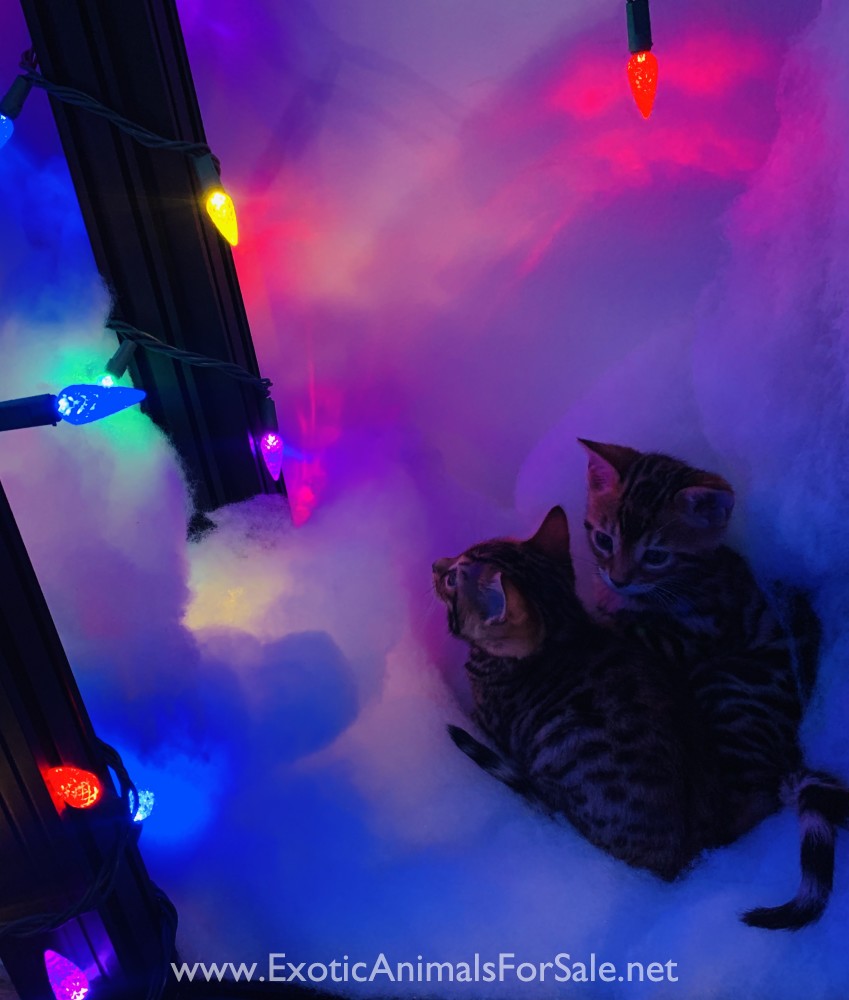 Female F4 Bengal Kitten for Sale