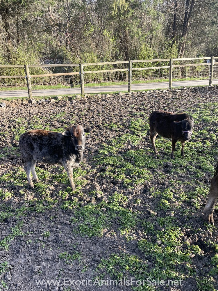 Mini zebu highlander mini donkeys for Sale