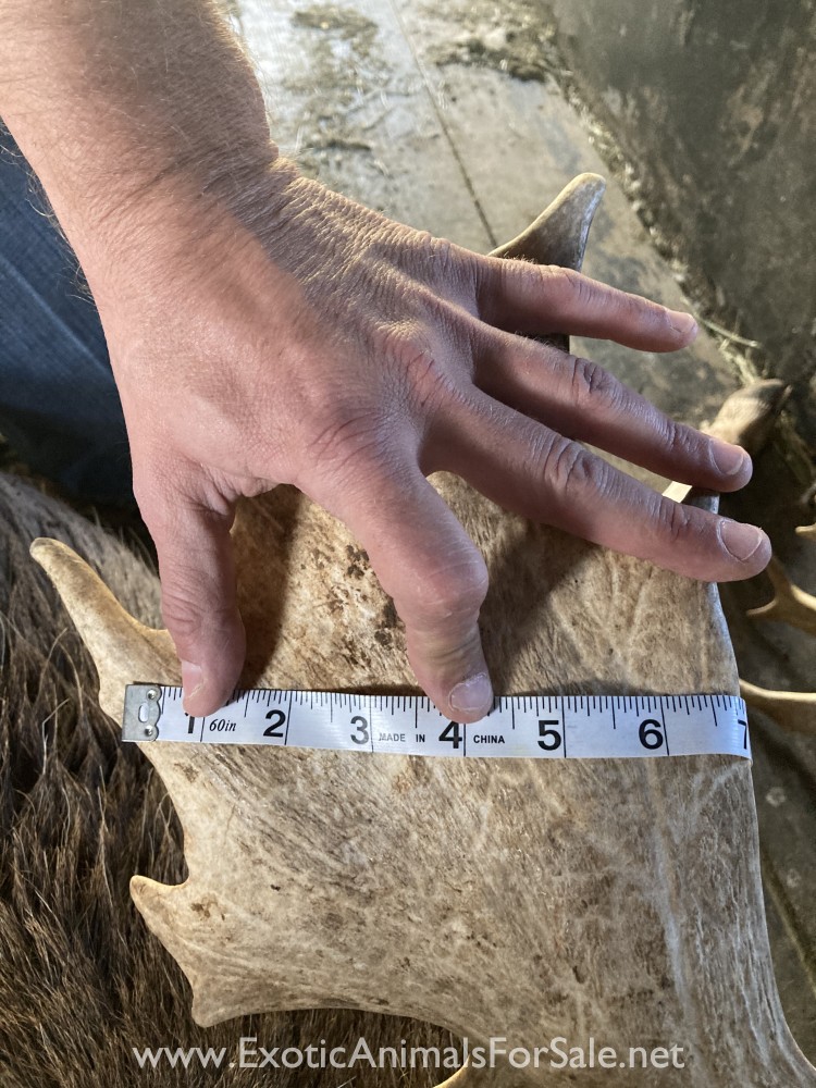 Big Nice Fallow Buck for Sale