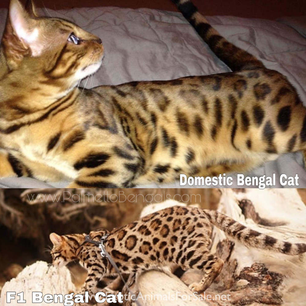 F1 Bengal Kittens for Sale