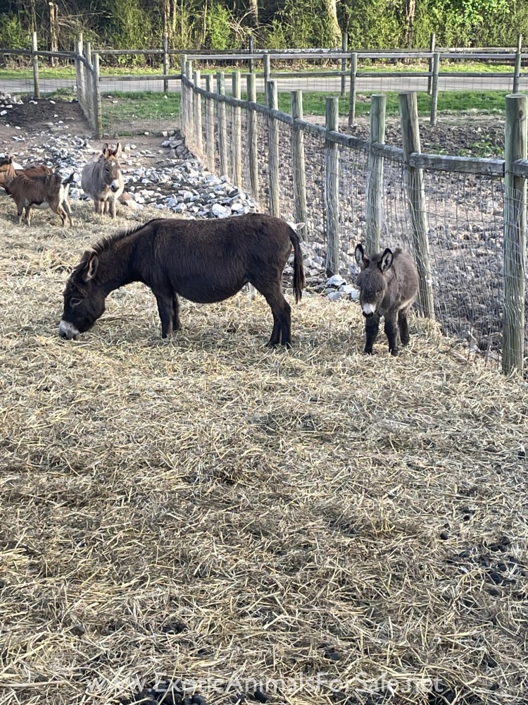 Mini zebu highlander mini donkeys for Sale