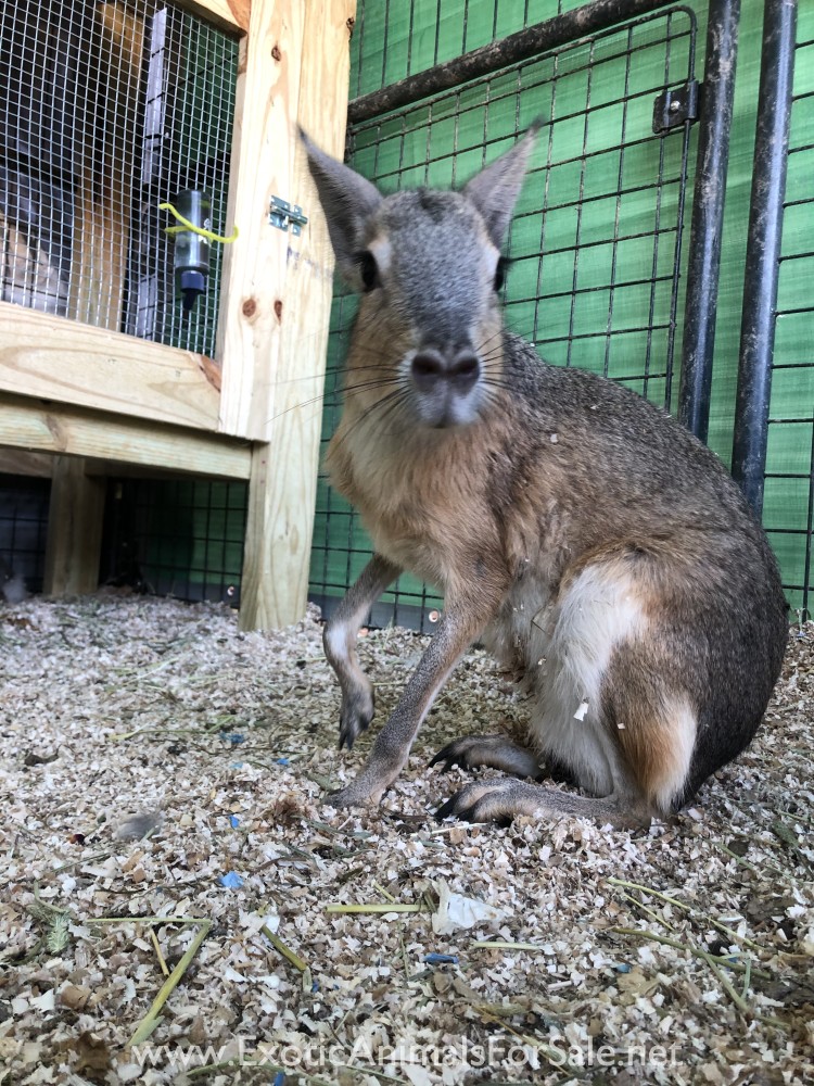 patagonian cavy male for Sale