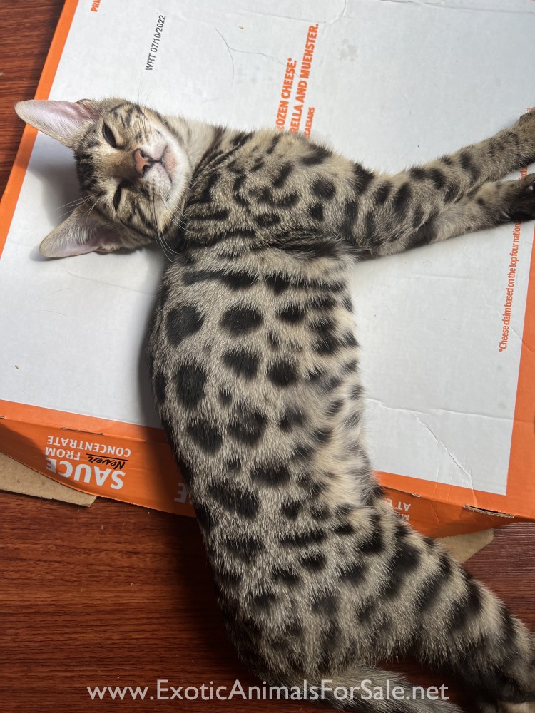 Bengal Kittens Silver Smoke, Charcoal & Silver for Sale