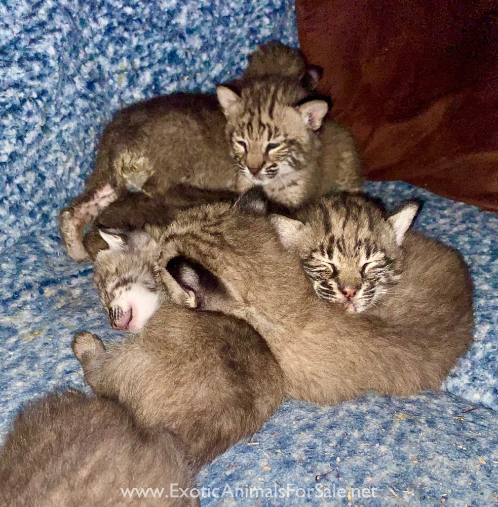 Bobcat kittens for Sale