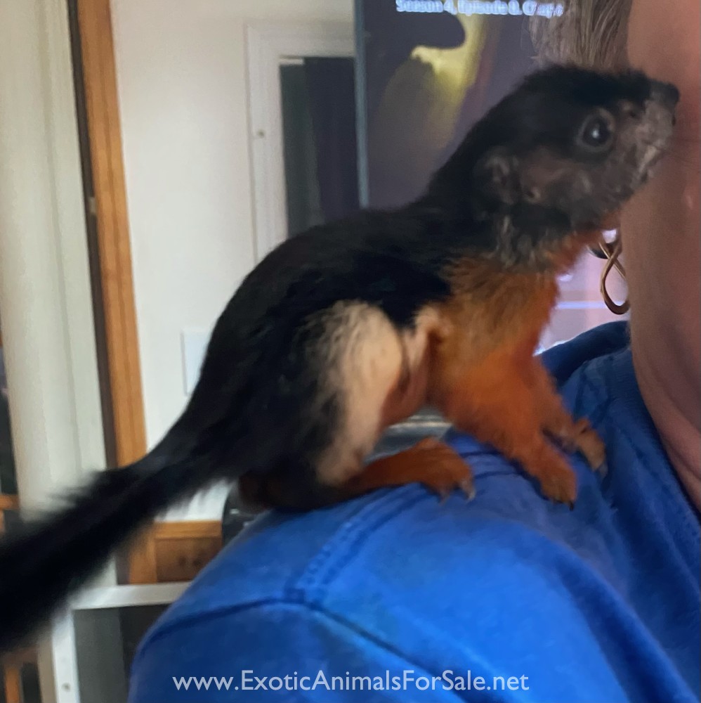 Prevost’s Squirrel babies for Sale