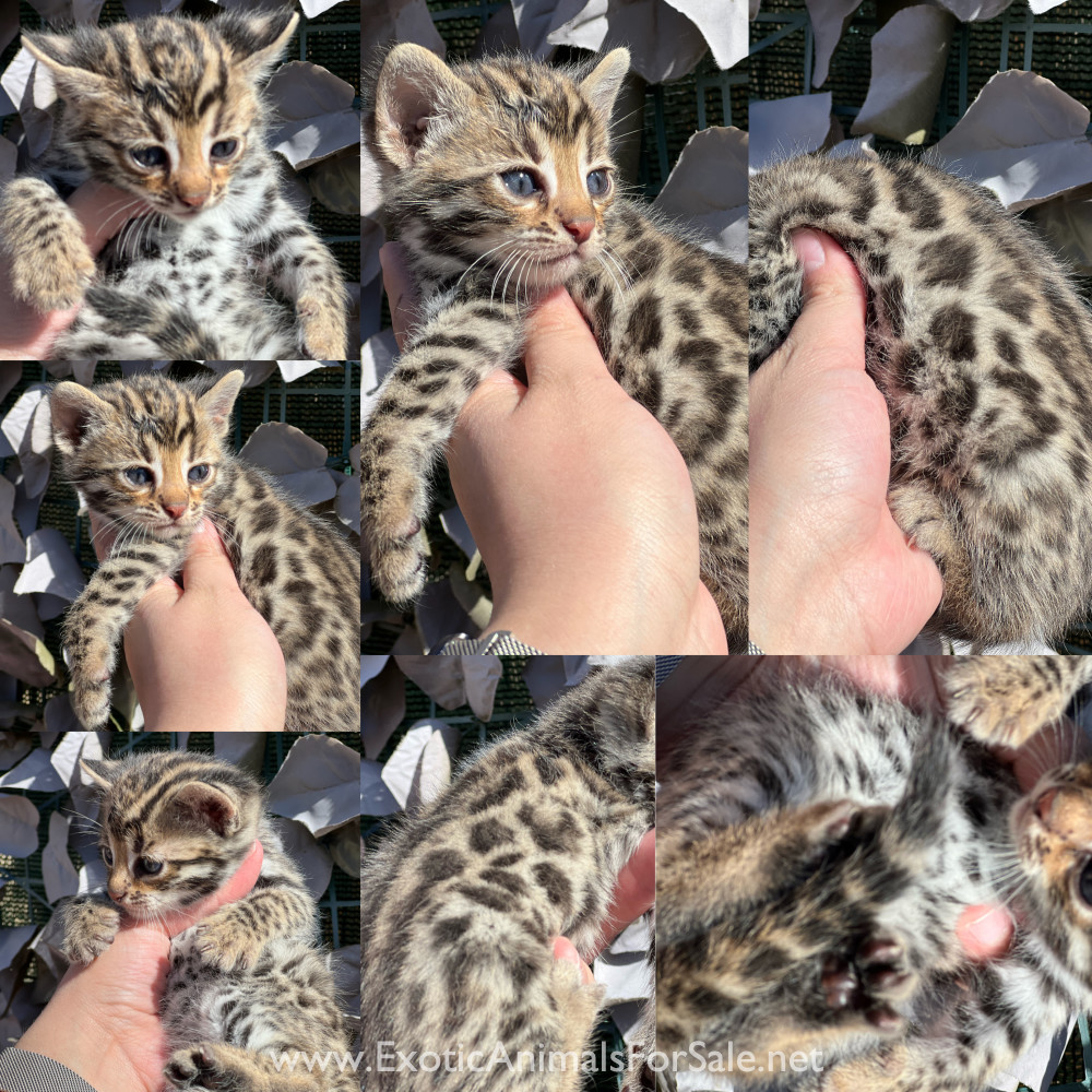 Asian leopard cat hybrids bengals f1 for Sale