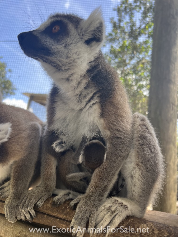 Ringtail Lemurs for Sale
