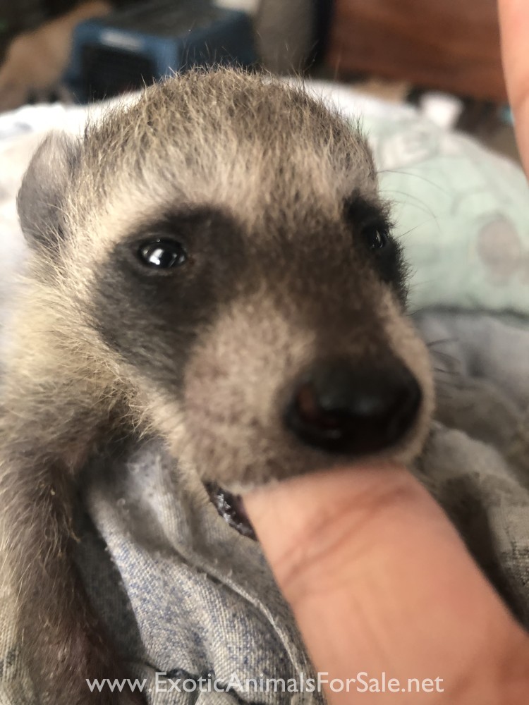Raccoon Kits for Sale