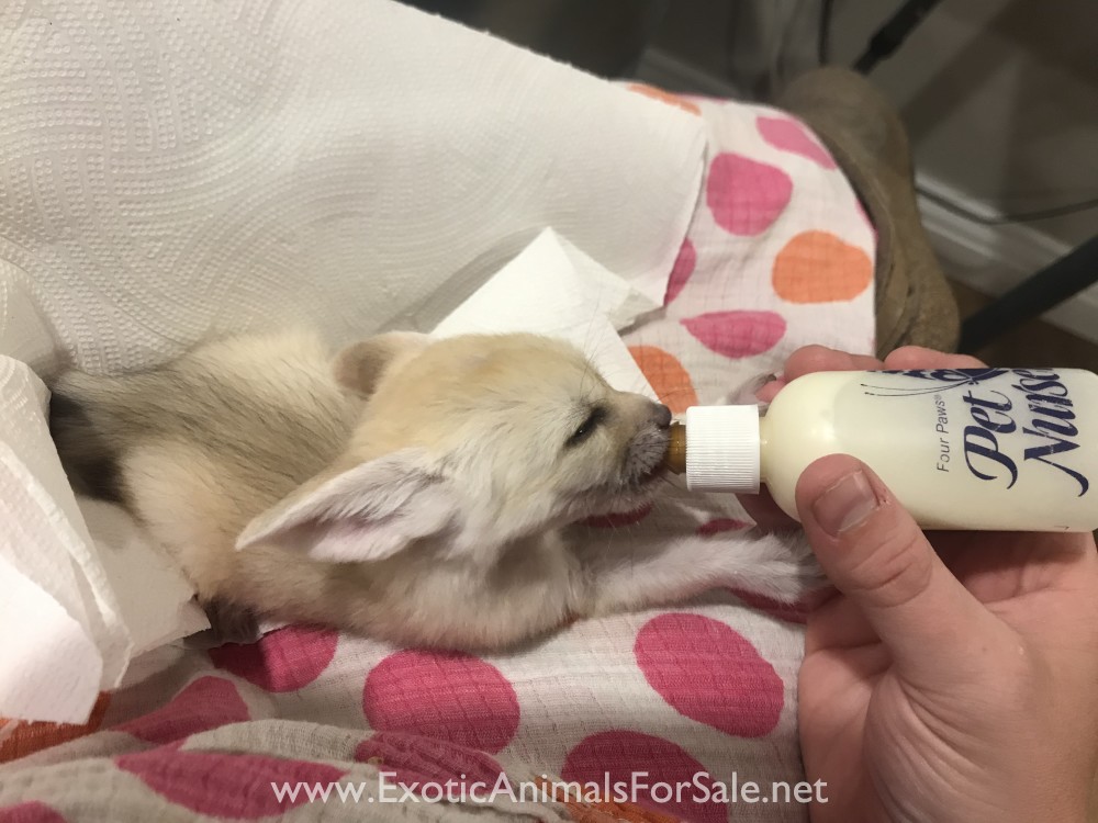 Fennec fox kits for Sale