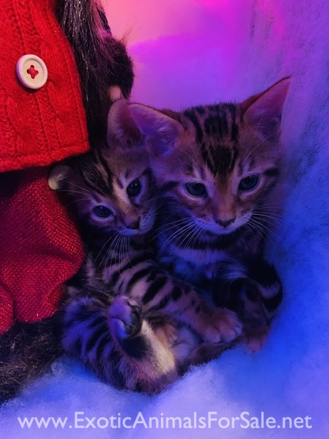 F4 Bengal Kittens for Sale