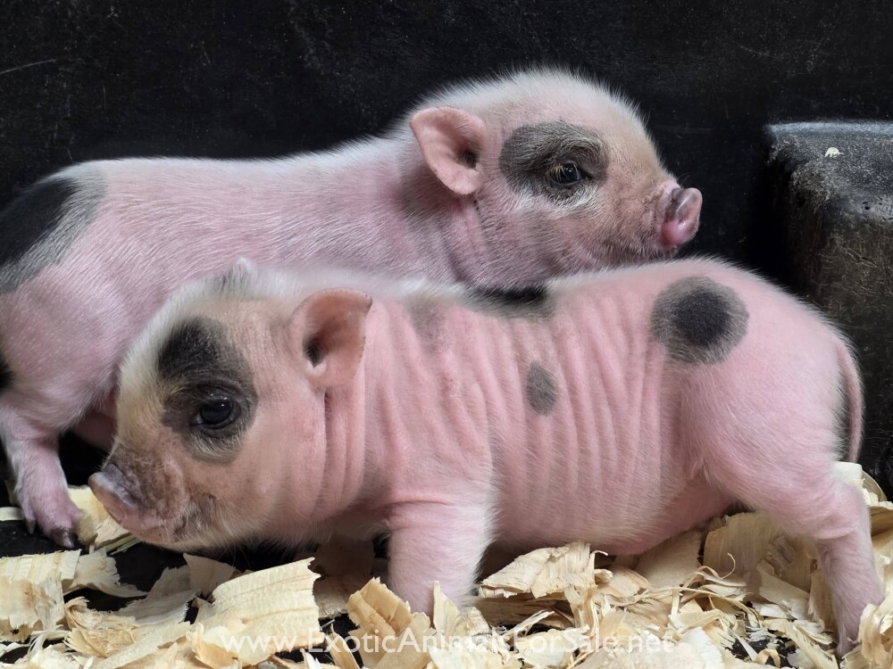 Juliana mini-pigs! for Sale