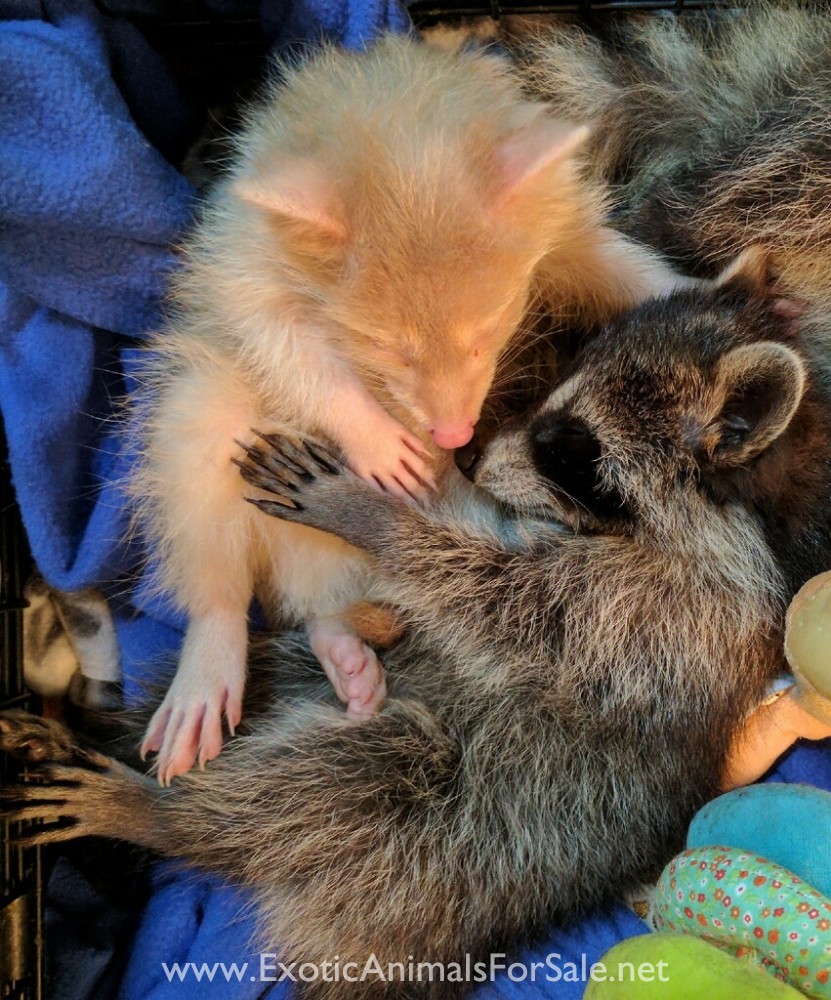 Raccoon Babies for Sale