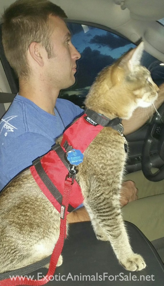 TICA Chausies & Jungle Cat Hybrids F1 - F3 for Sale