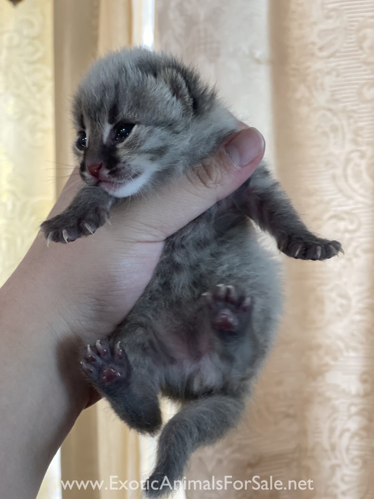 75 Asian Leopard Cat For Sale 75-asian-leopard-cat-for-sale