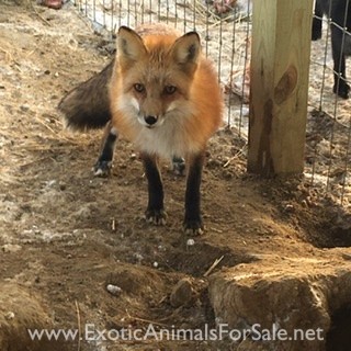 Red Fox pups for Sale