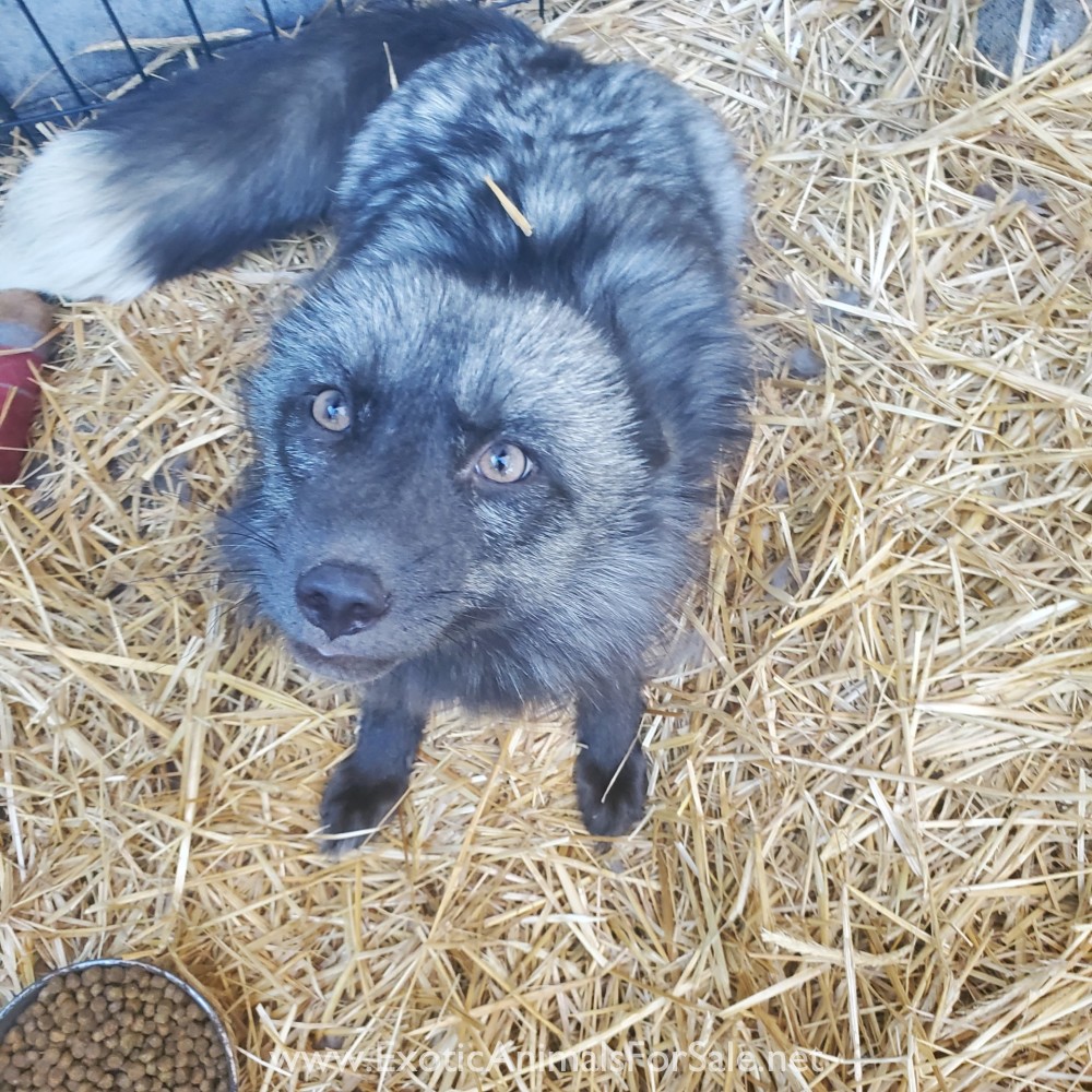 Fox Pups for sale for Sale
