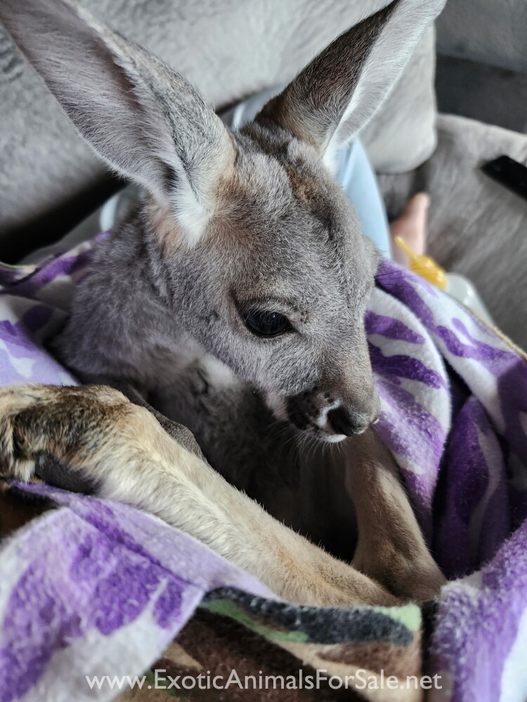 Male red kangaroo for Sale