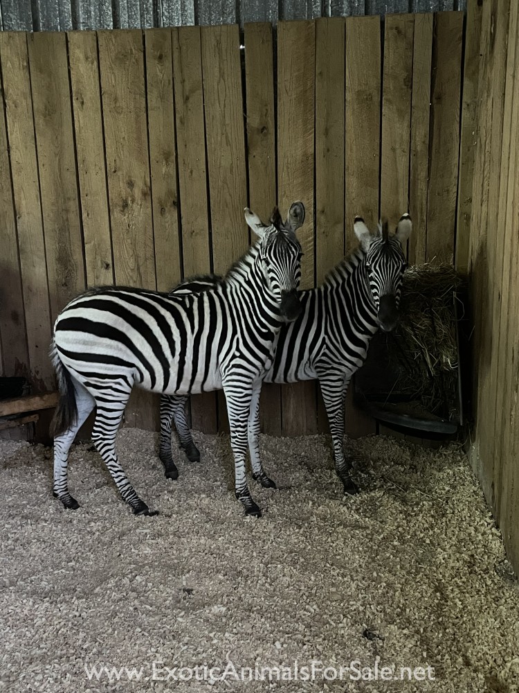 Zebra stud colt for Sale