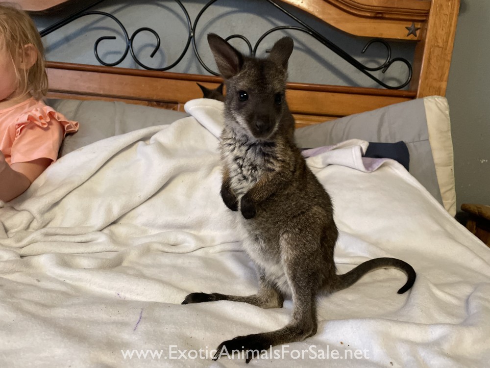 2 very sweet bottle baby male Bennett Wallabies for Sale