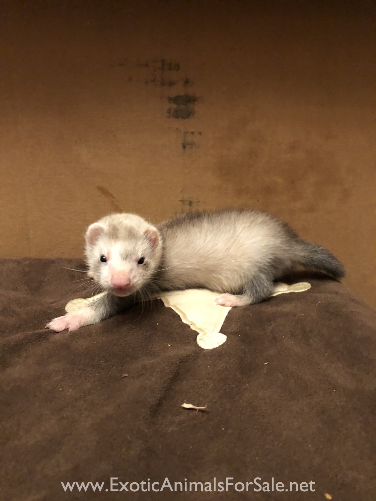 Baby Ferrets!! for Sale