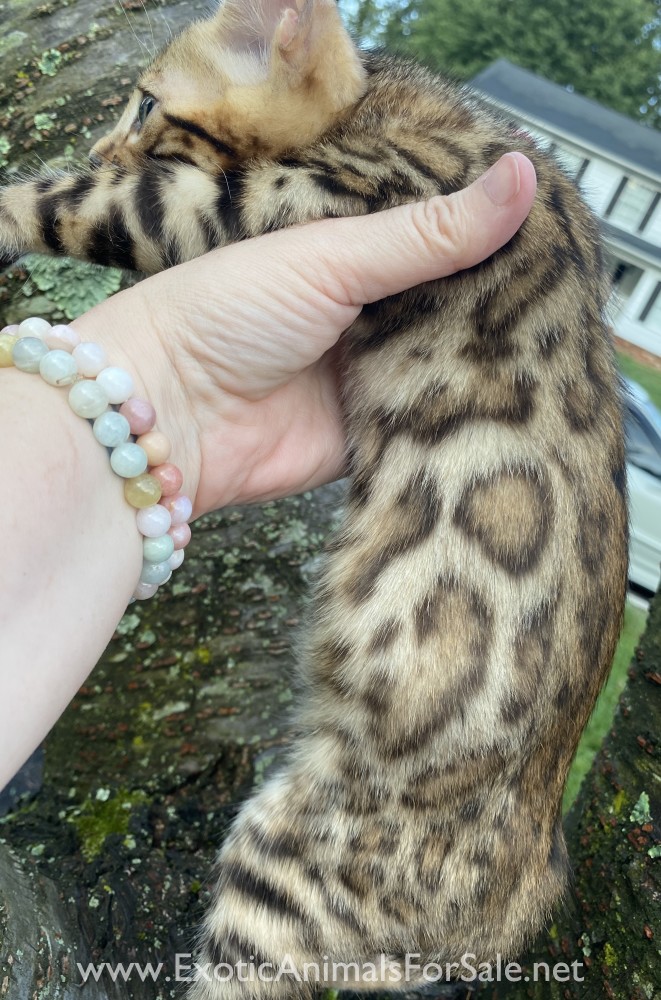Beautiful Brown Rosetted Male Bengal for Sale