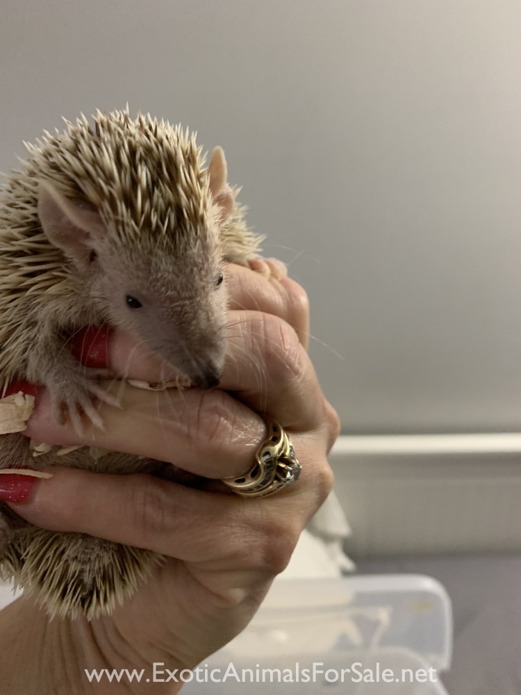 Tenrec for Sale