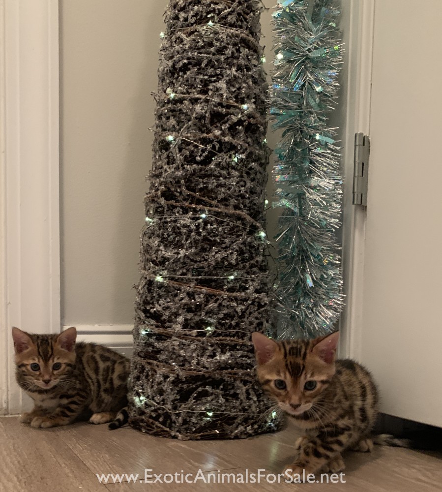 Female F4 Bengal Kitten for Sale