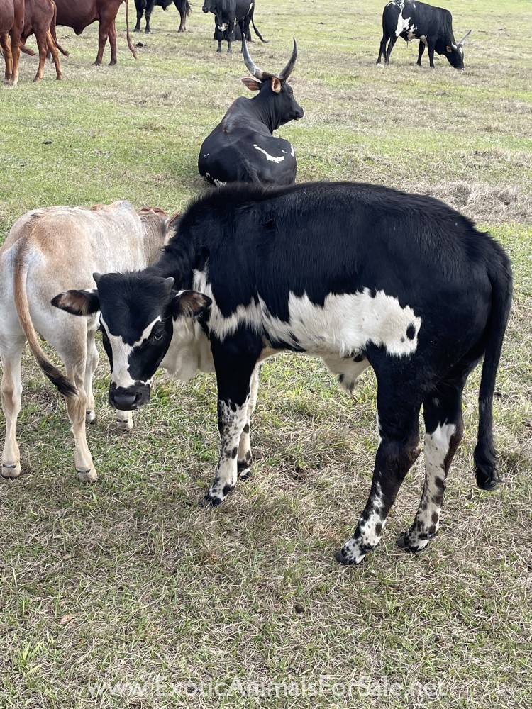 Exotic Bulls for Sale