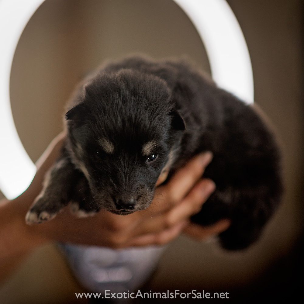 LOW CONTENT WOLFDOG PUPPIES for Sale