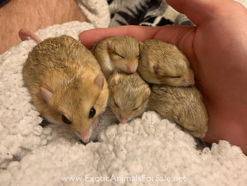 Fat Tailed Gerbils [ Pachyuromys duprasi ] for Sale