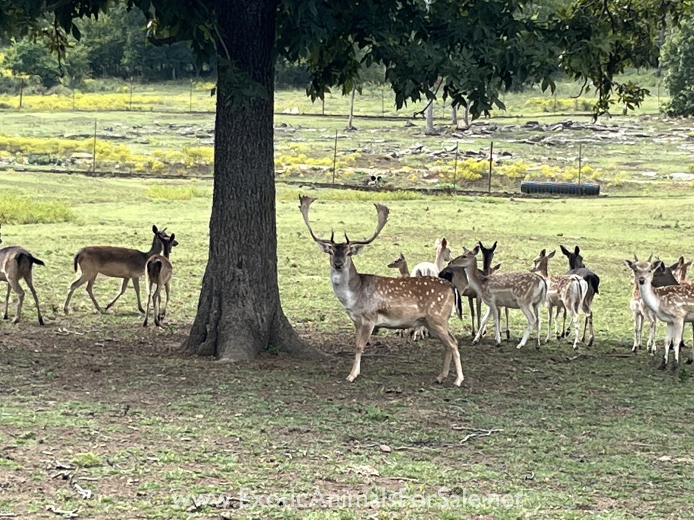 Fallow Deer for Sale