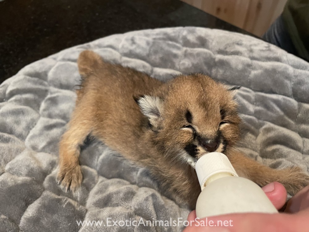 Baby Caracal for Sale