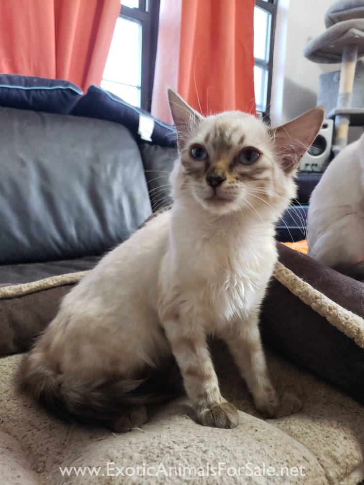 Snow bengals available for Sale