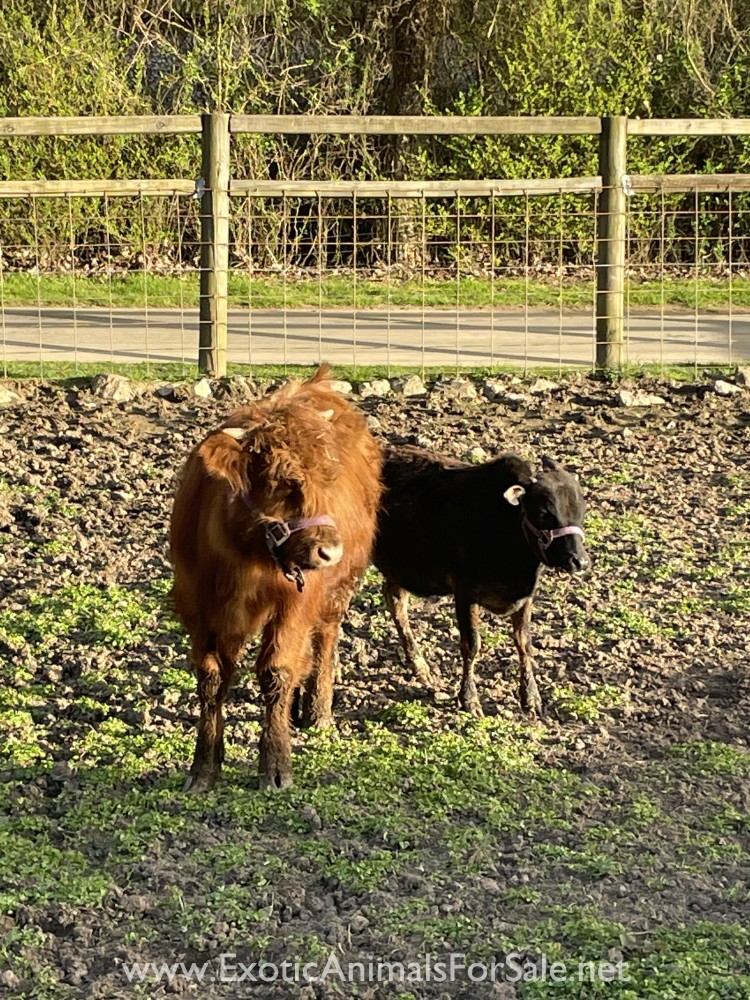 Mini zebu highlander mini donkeys for Sale