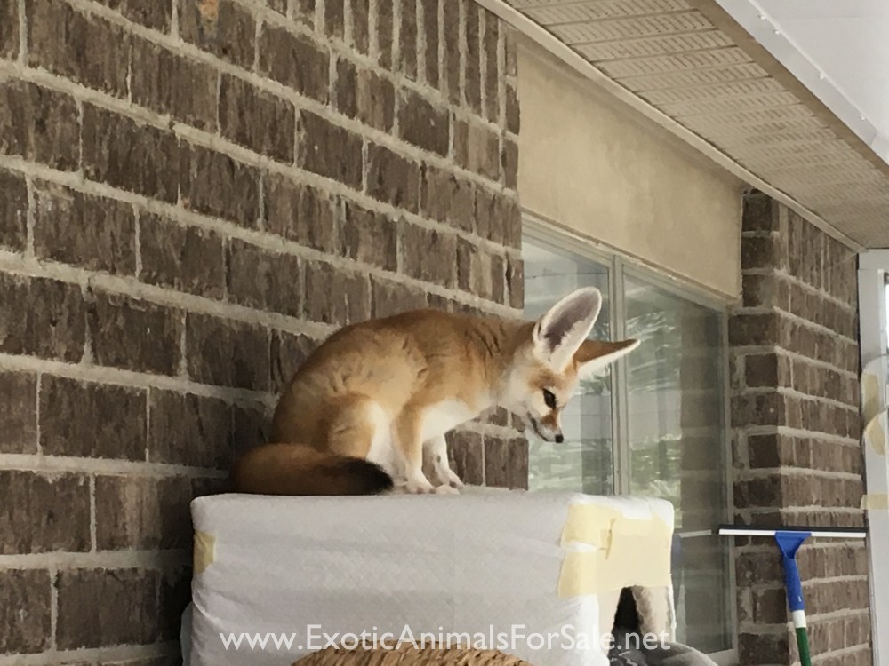 Female Fennec Fox for Sale