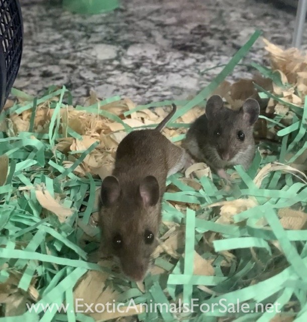 Deer Mice Colony for Sale