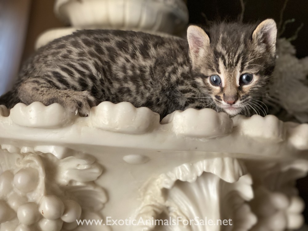 F1 female bengal (50% asian leopard cat) for Sale