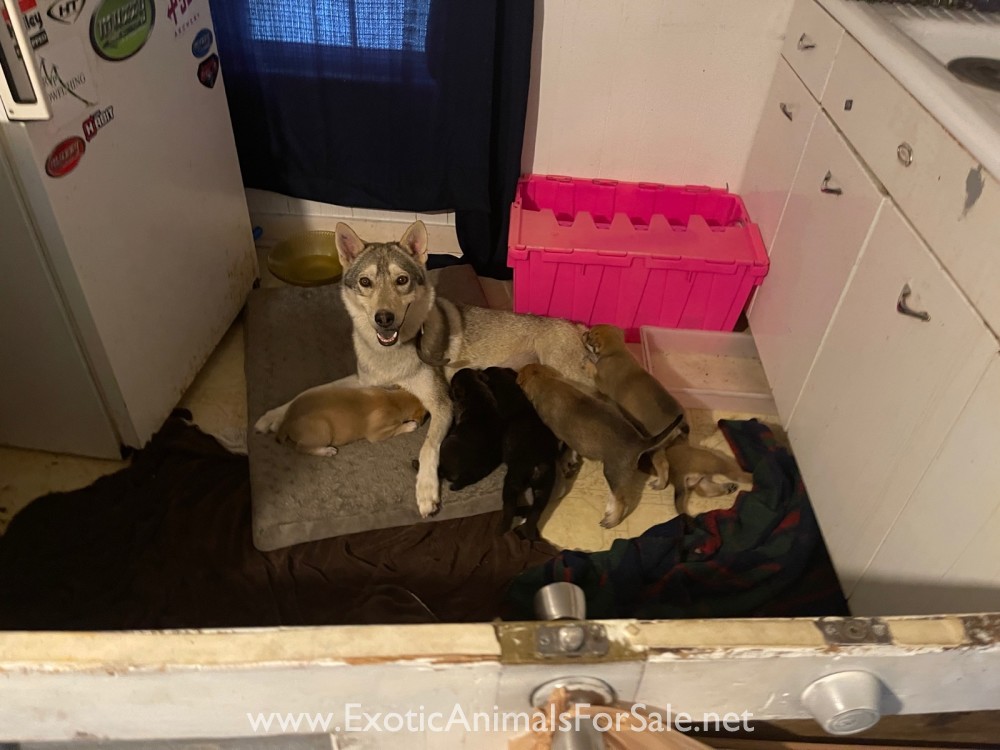 WOLF HYBRID PUPS READY TO GO NOW! for Sale