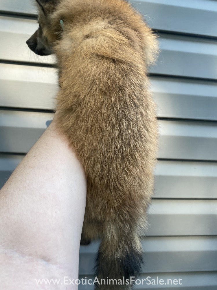 Female Red Fox Kit for Sale