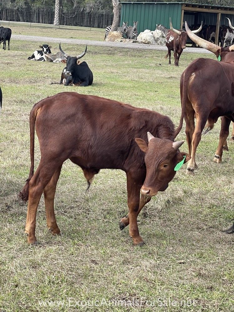 Exotic Bulls for Sale