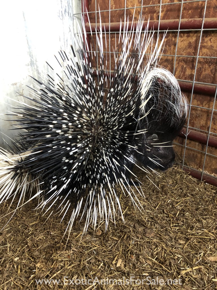 African crested porcupine for Sale