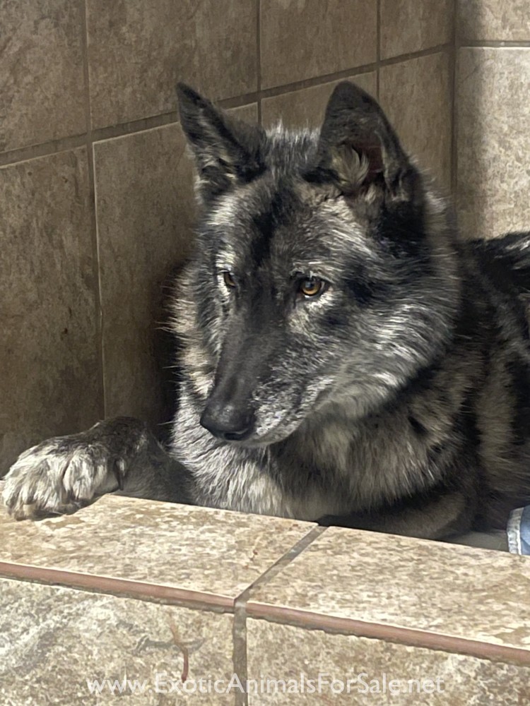 Wolfdogs at Howling Hickory for Sale